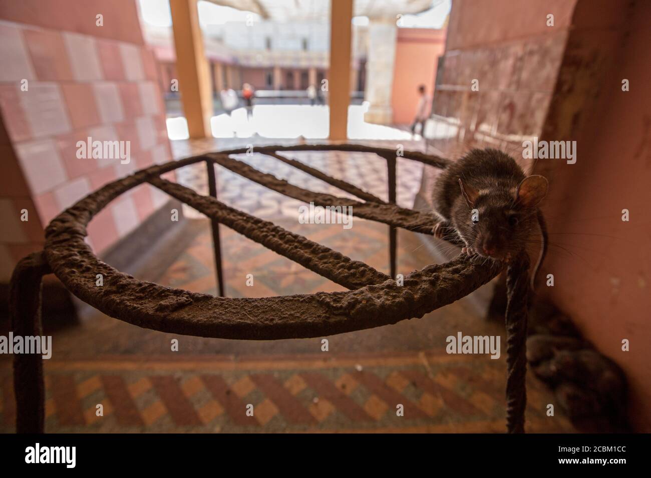 Rat at Karni Mata rat temple, Deshnoke, Rajasthan, India Stock Photo ...