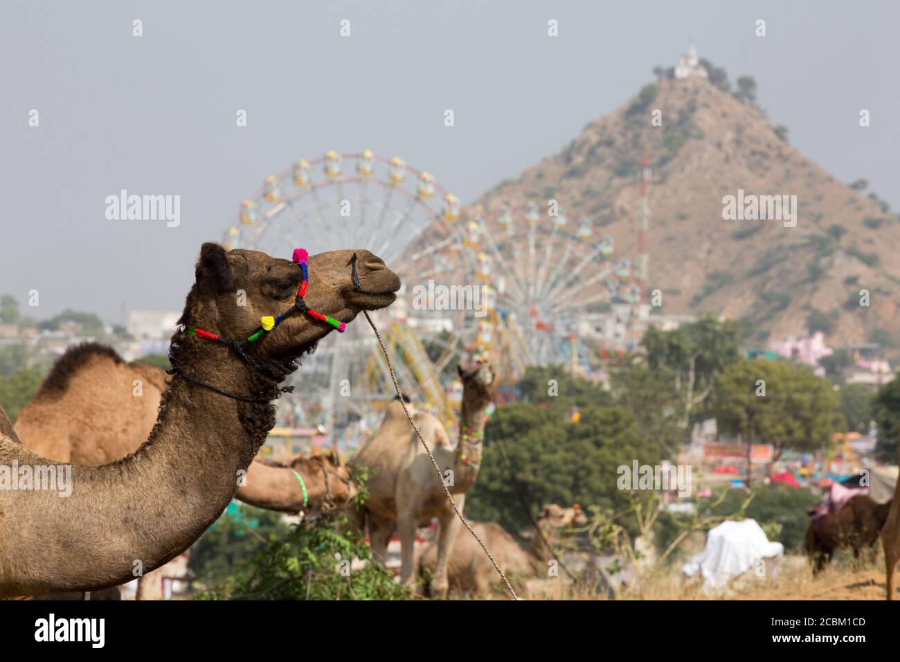 Camel halter hi-res stock photography and images - Alamy