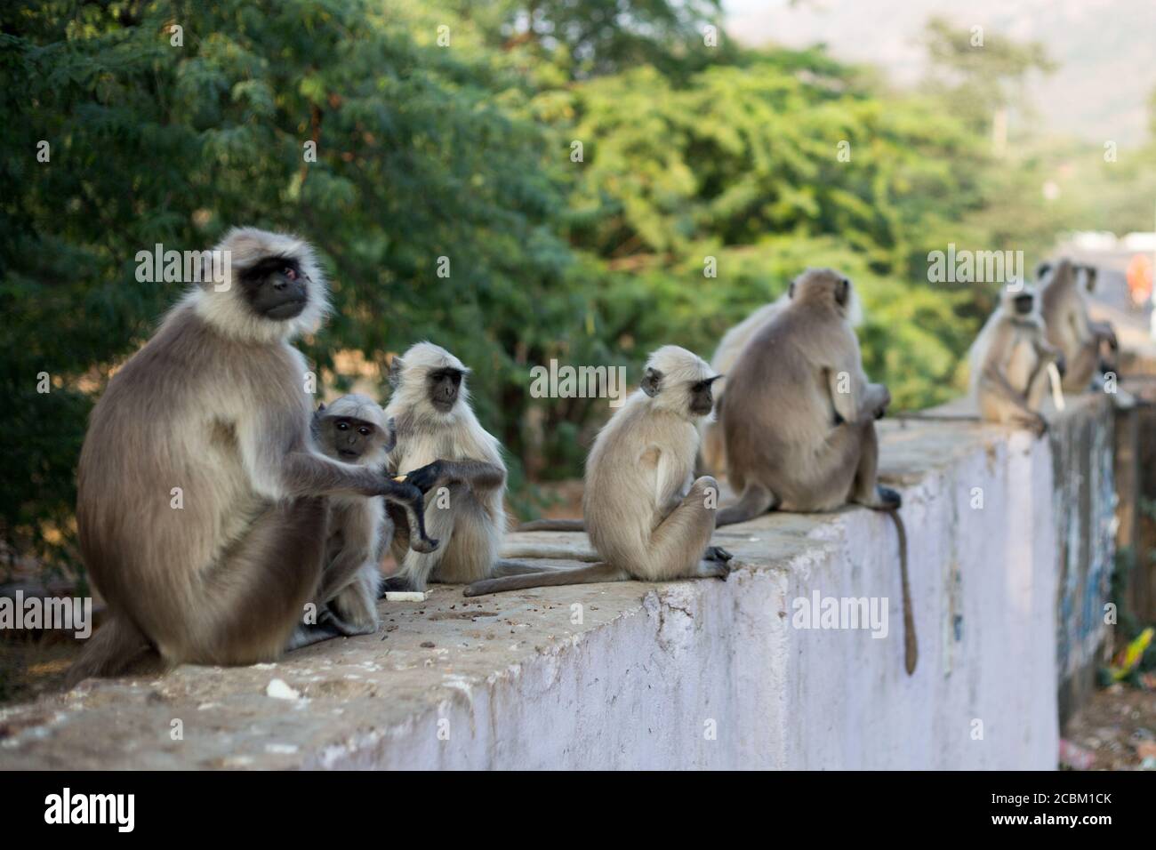 Monkey gathering hi-res stock photography and images - Alamy