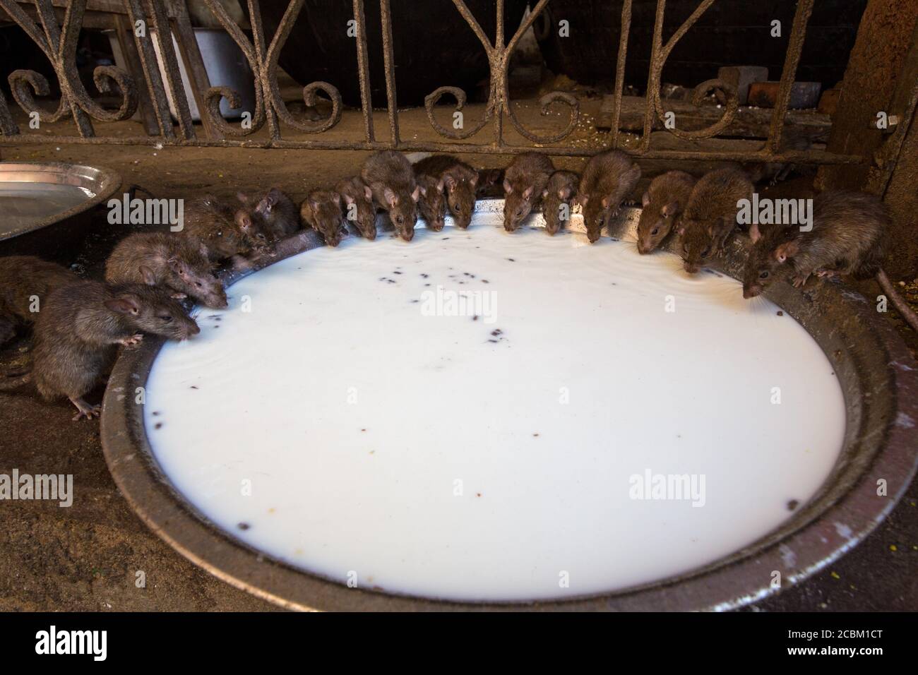 Rats feeding from bowl at Karni Mata rat temple, Deshnoke, Rajasthan ...