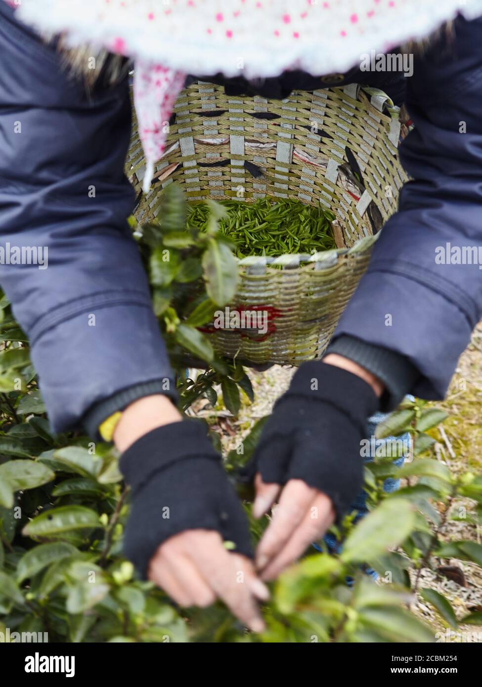 Tea picker picking tea leaves in plantation near Ningbo, Zhejiang ...