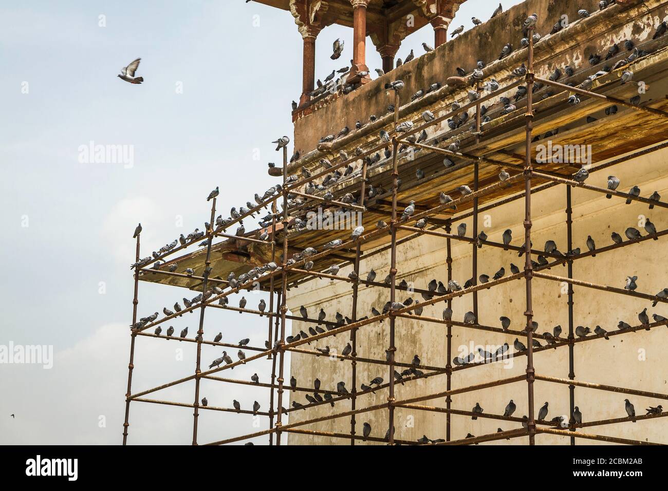 Birds on scaffolding, Red Fort, Delhi, India Stock Photo - Alamy