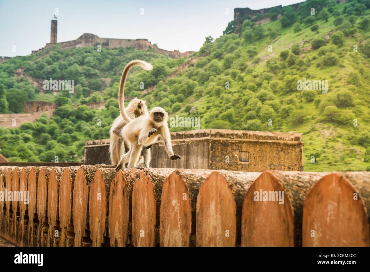 Monkeys, Amber fort, Jaipur, Rajasthan, India Stock Photo - Alamy