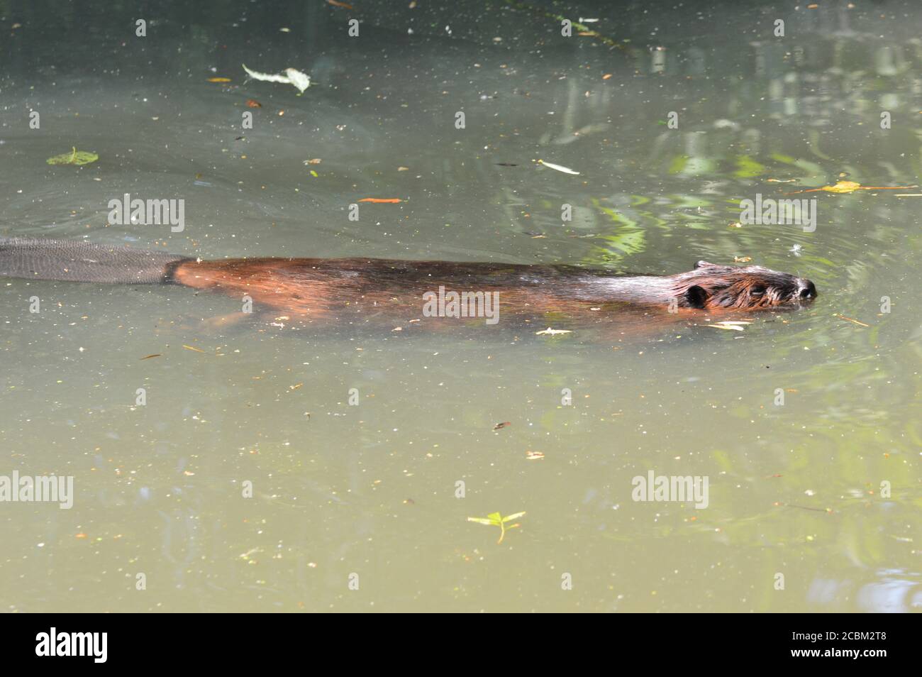 Burrows in river banks hi-res stock photography and images - Alamy