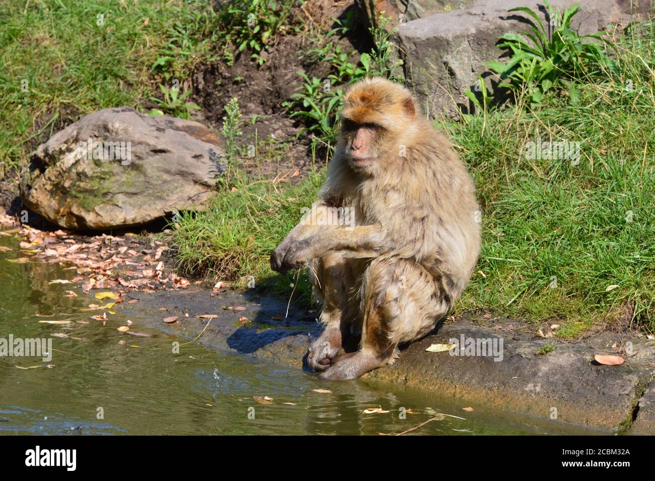 Macaque monkey in Dierenrijk, Mierlo in the Netherlands Stock Photo - Alamy