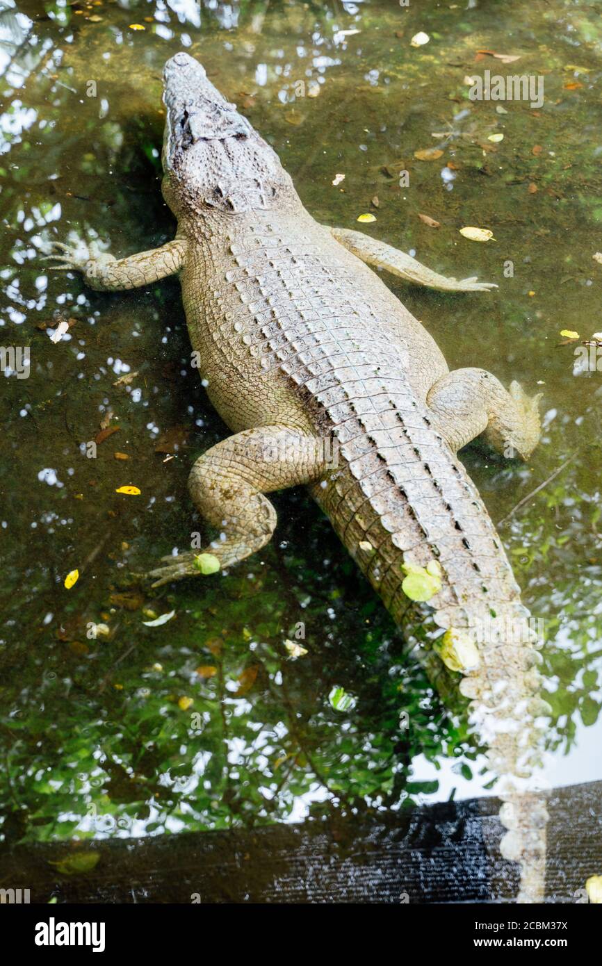 Vertical photo of a crocodile floating on the water's surface Stock ...