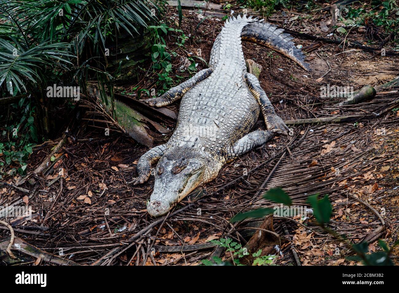 Crocodile walking in the forest of a Malaysian nature reserve Stock ...