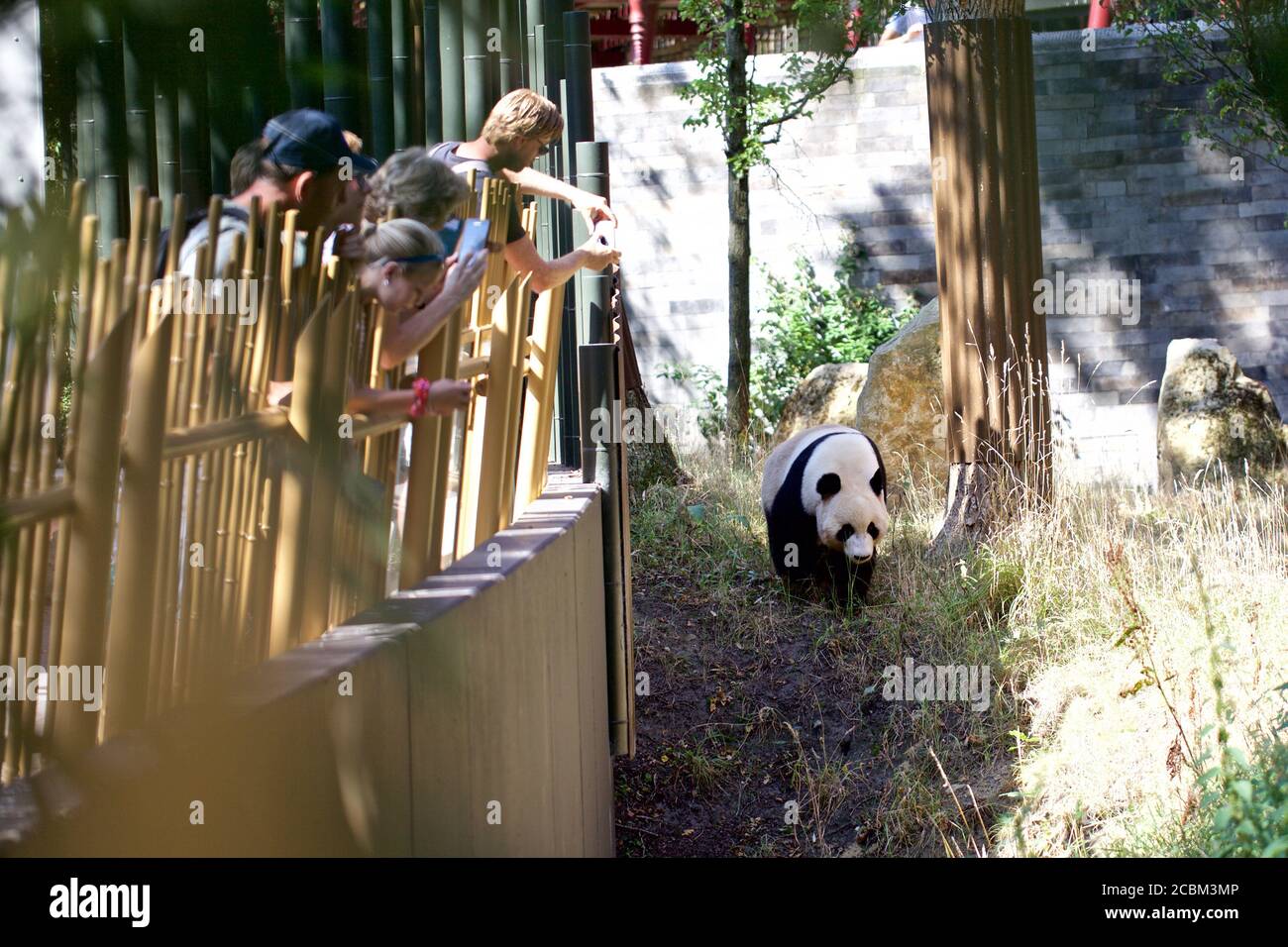 Rhenen, Netherlands. 14th Aug, 2020. Xing Ya, father of the giant panda ...