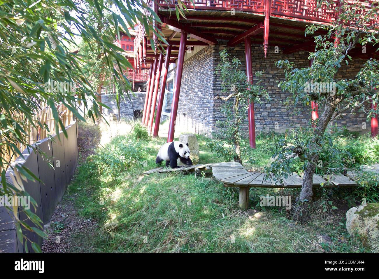 Rhenen, Netherlands. 14th Aug, 2020. Xing Ya, father of the giant panda ...