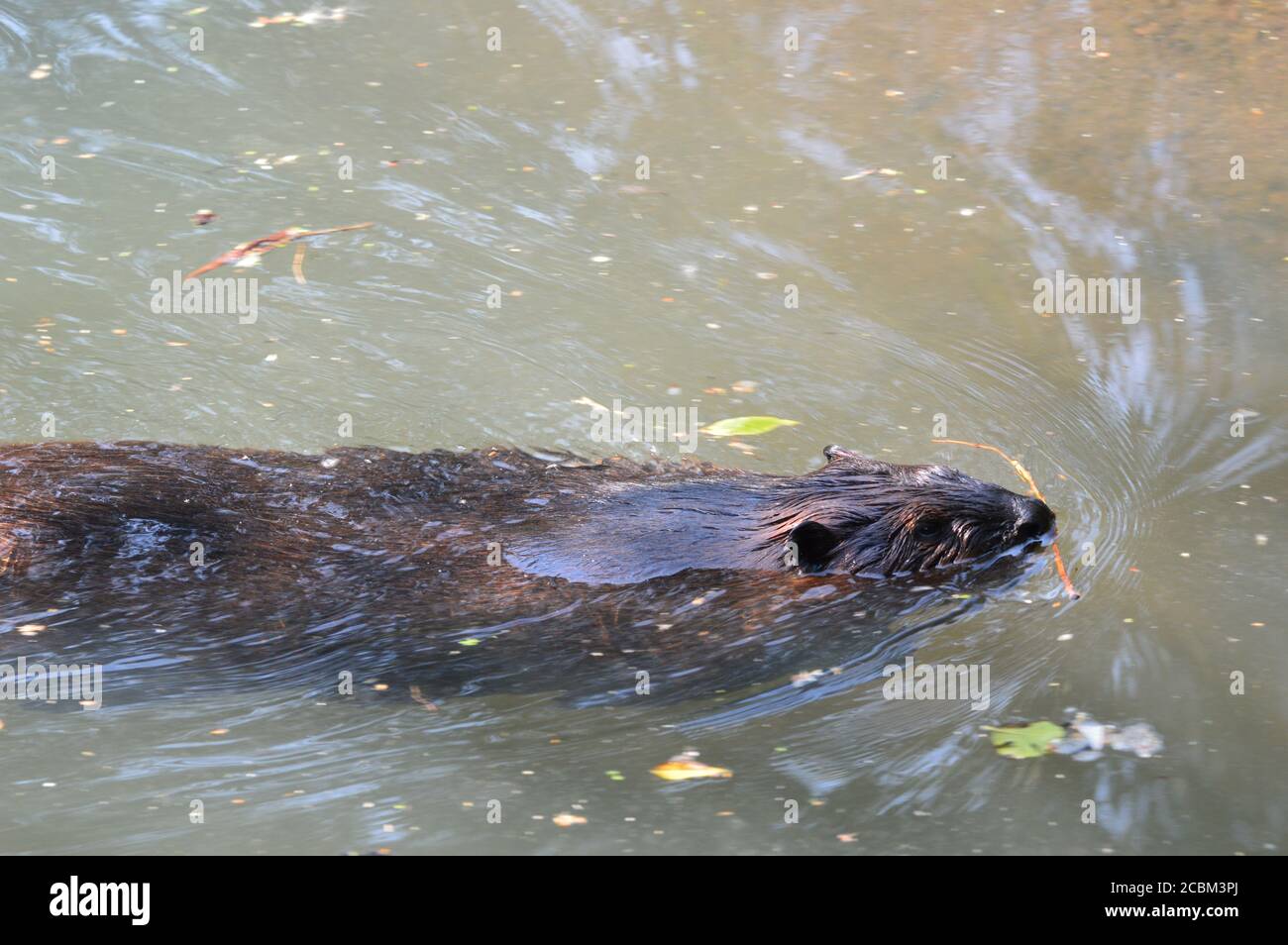 North American beaver Stock Photo - Alamy