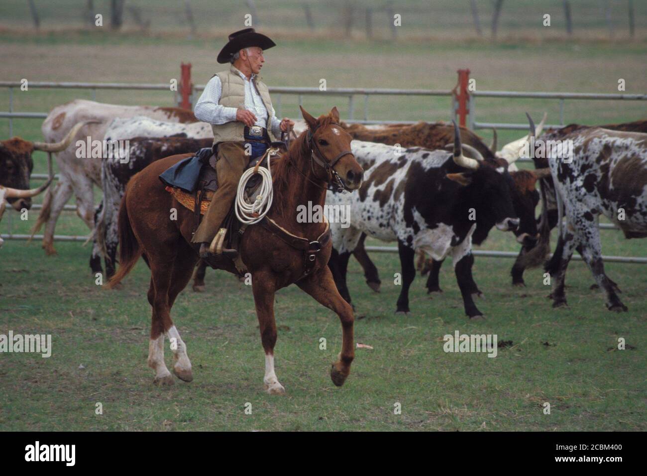 Native American cowboy on horse driving Longhorn cattle on Texas ranch ...