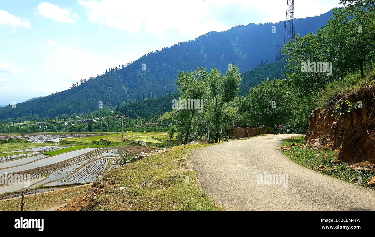 Landscape green beauty paddy fields, nature landscaping. Plants green ...
