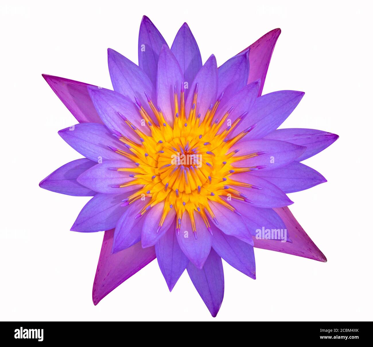 Top view of Violet lotus isolated on white background Stock Photo - Alamy