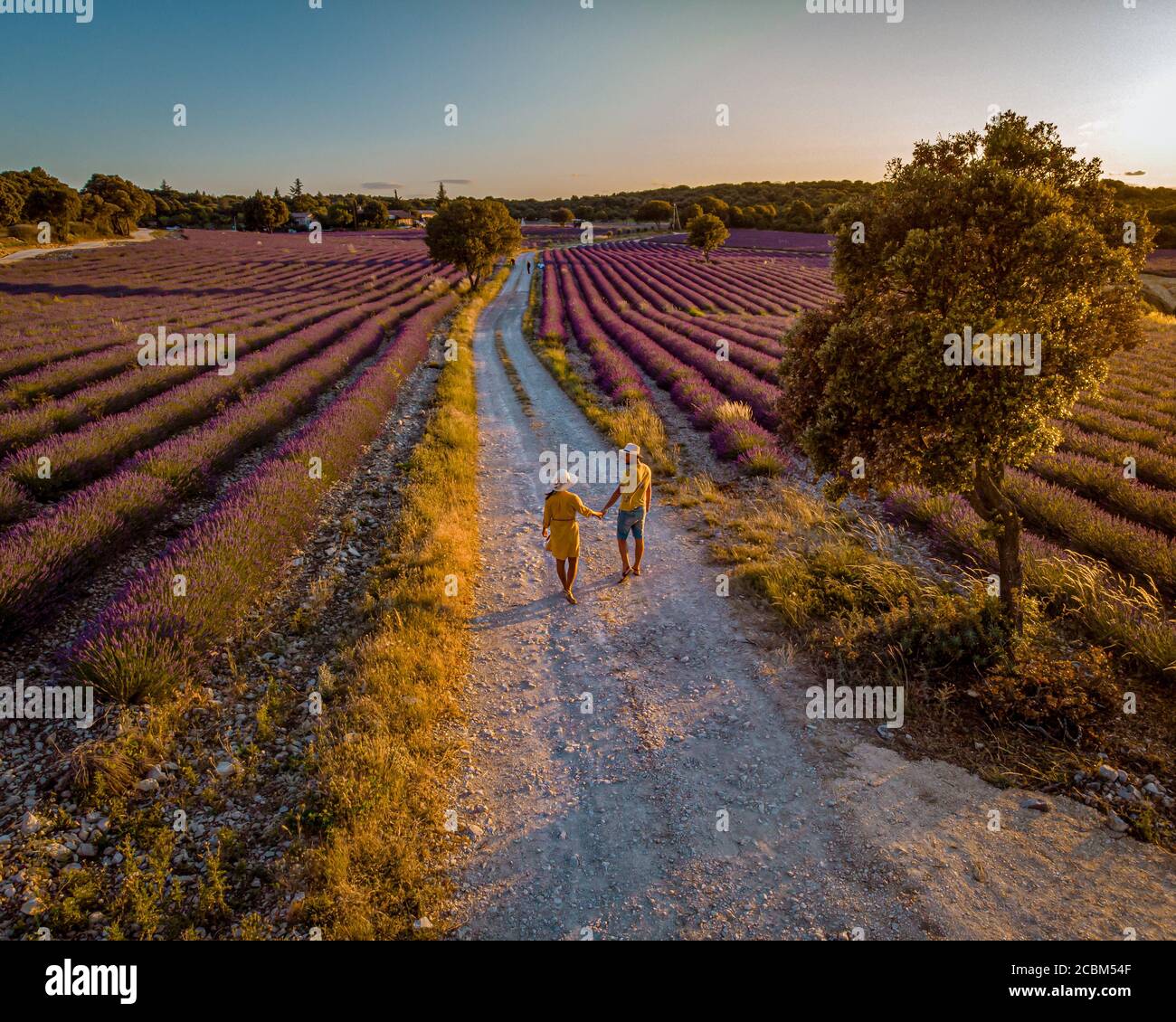 Lavender fields in Ardeche in southeast France Stock Photo - Alamy