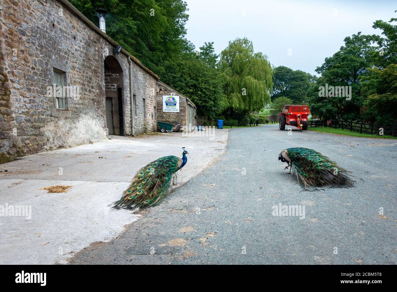 Two blue peacocks outside Hesketh Farm Park, Bolton Abbey - a children ...