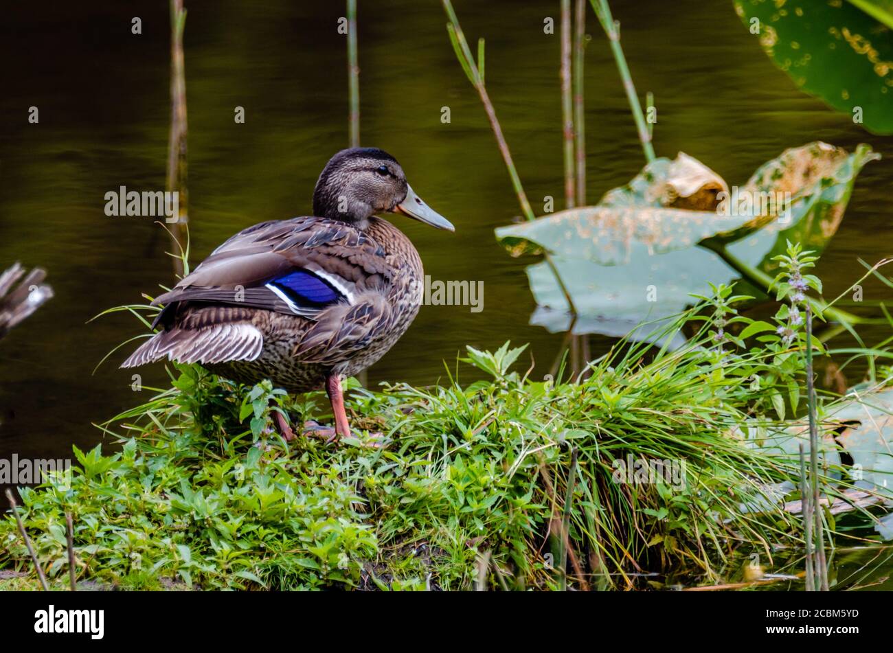 Mallard Hen Getting Ready For A Swim Stock Photo - Alamy