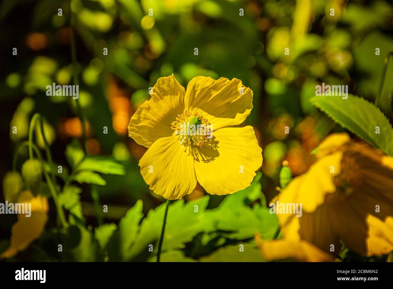 Welsh poppy hi-res stock photography and images - Alamy