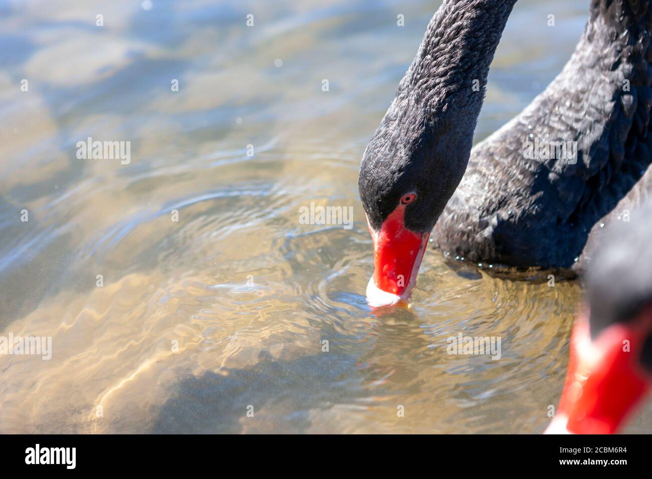 A cute couple black geese Stock Photo - Alamy