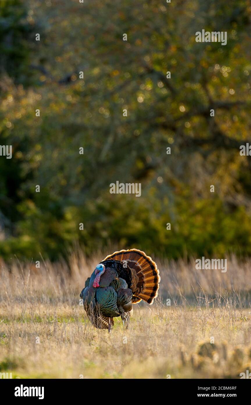 A male turkey is displaying (mating behavior) in the Hill Country of ...