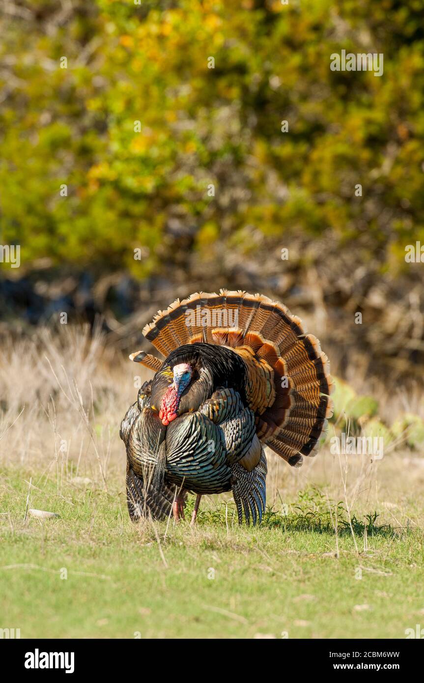 Male turkey in mating display hi-res stock photography and images - Alamy
