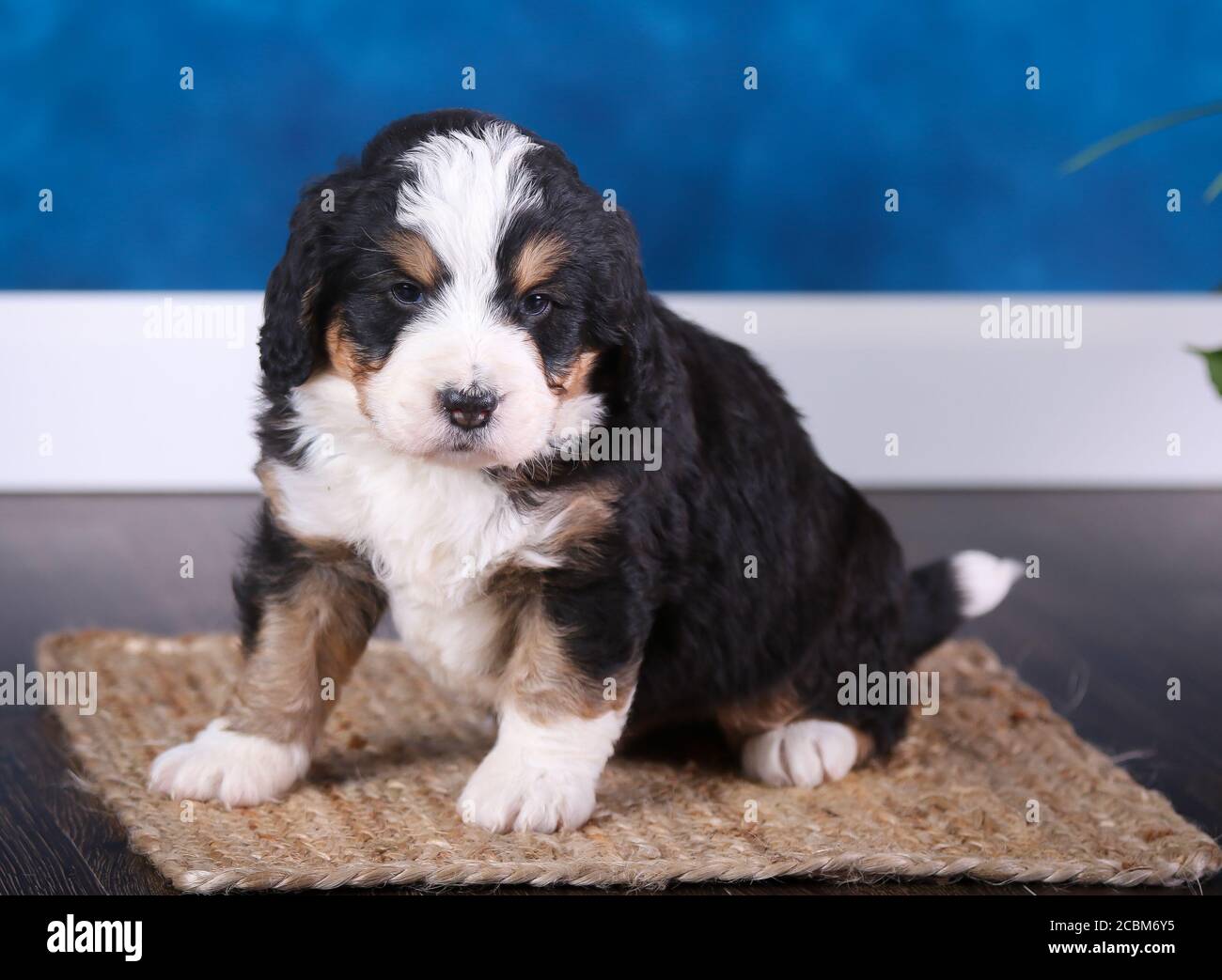 F1 Tri-colored Miniature Bernedoodle Puppy in room with blue wall Stock ...