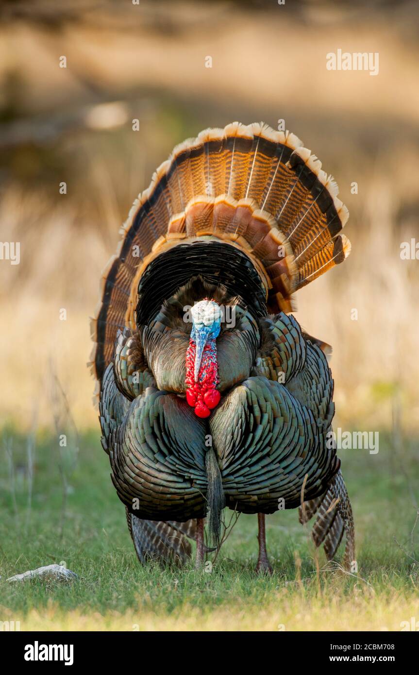 Male Turkey In Mating Display High Resolution Stock Photography and ...