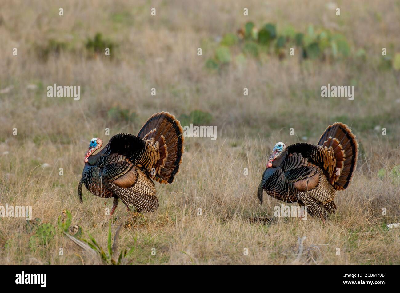 Male turkeys displaying (mating behavior) in the Hill Country of Texas ...