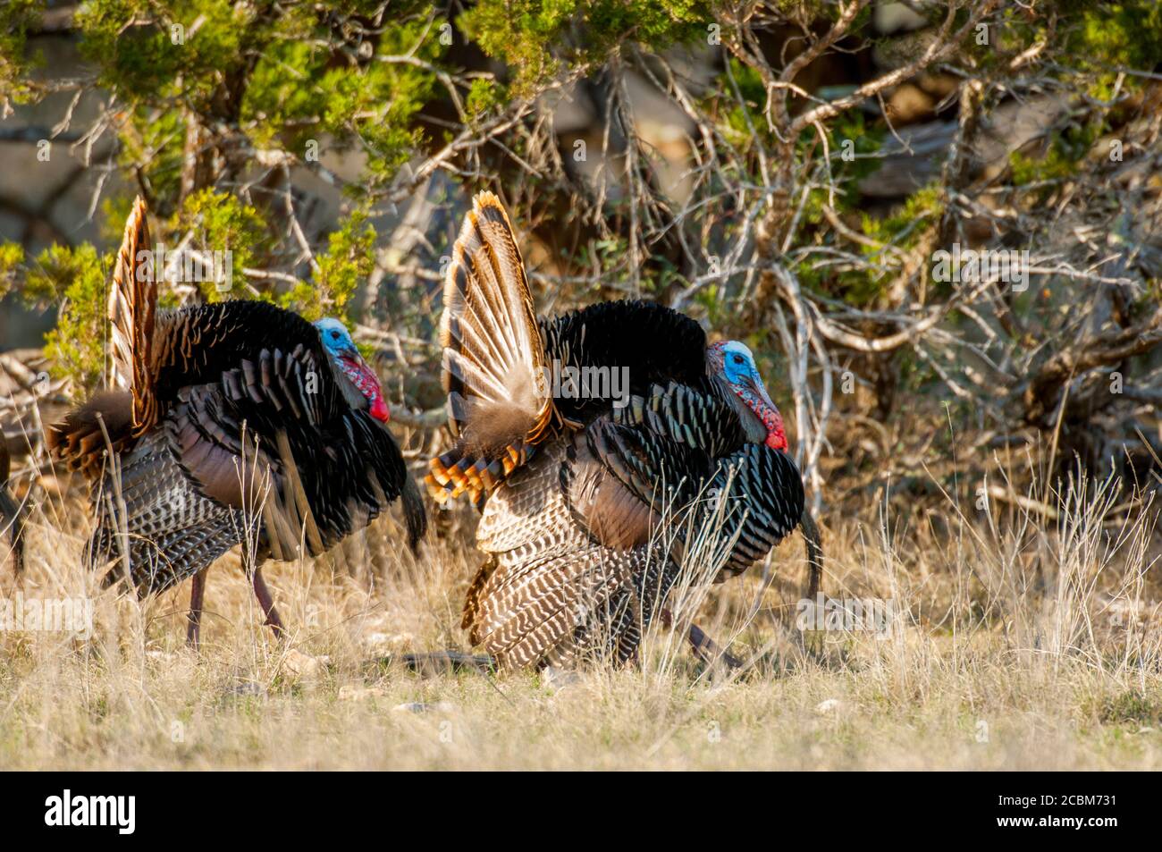 Male turkeys displaying (mating behavior) in the Hill Country of Texas ...