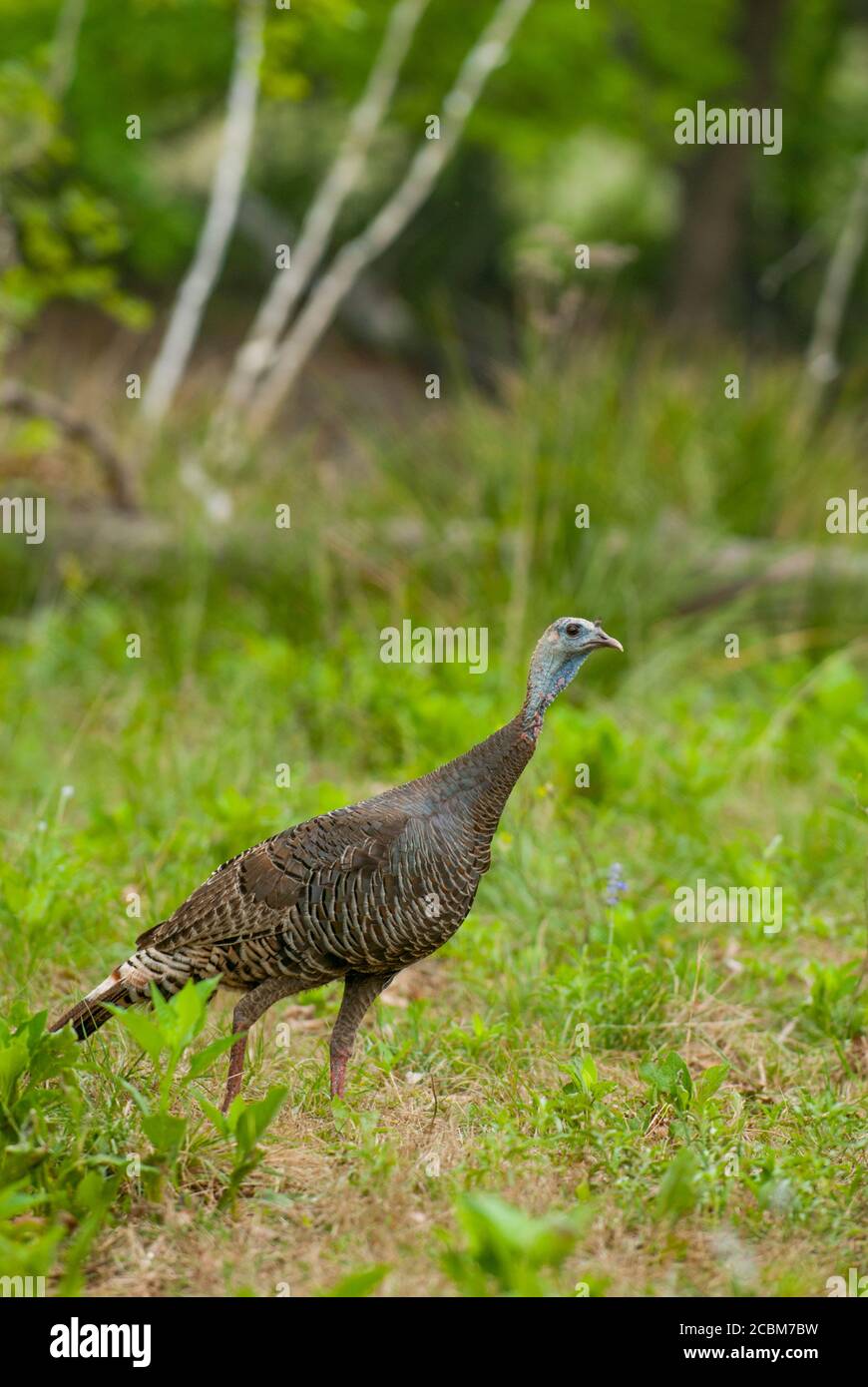 Female turkey in the hill country of texas near hunt hi-res stock ...