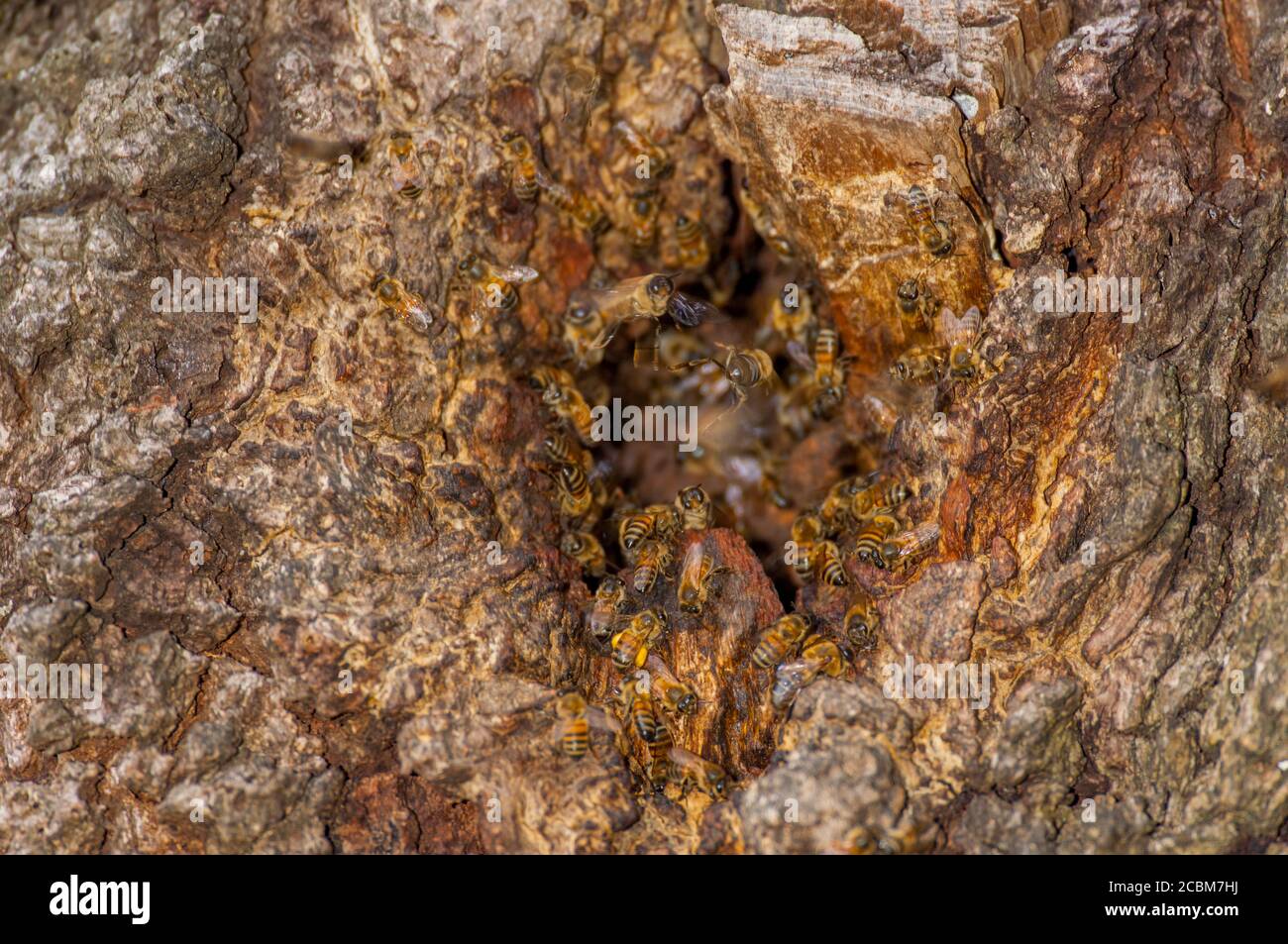 A honey bee nest in a hole of a tree in the Hill Country of Texas near ...
