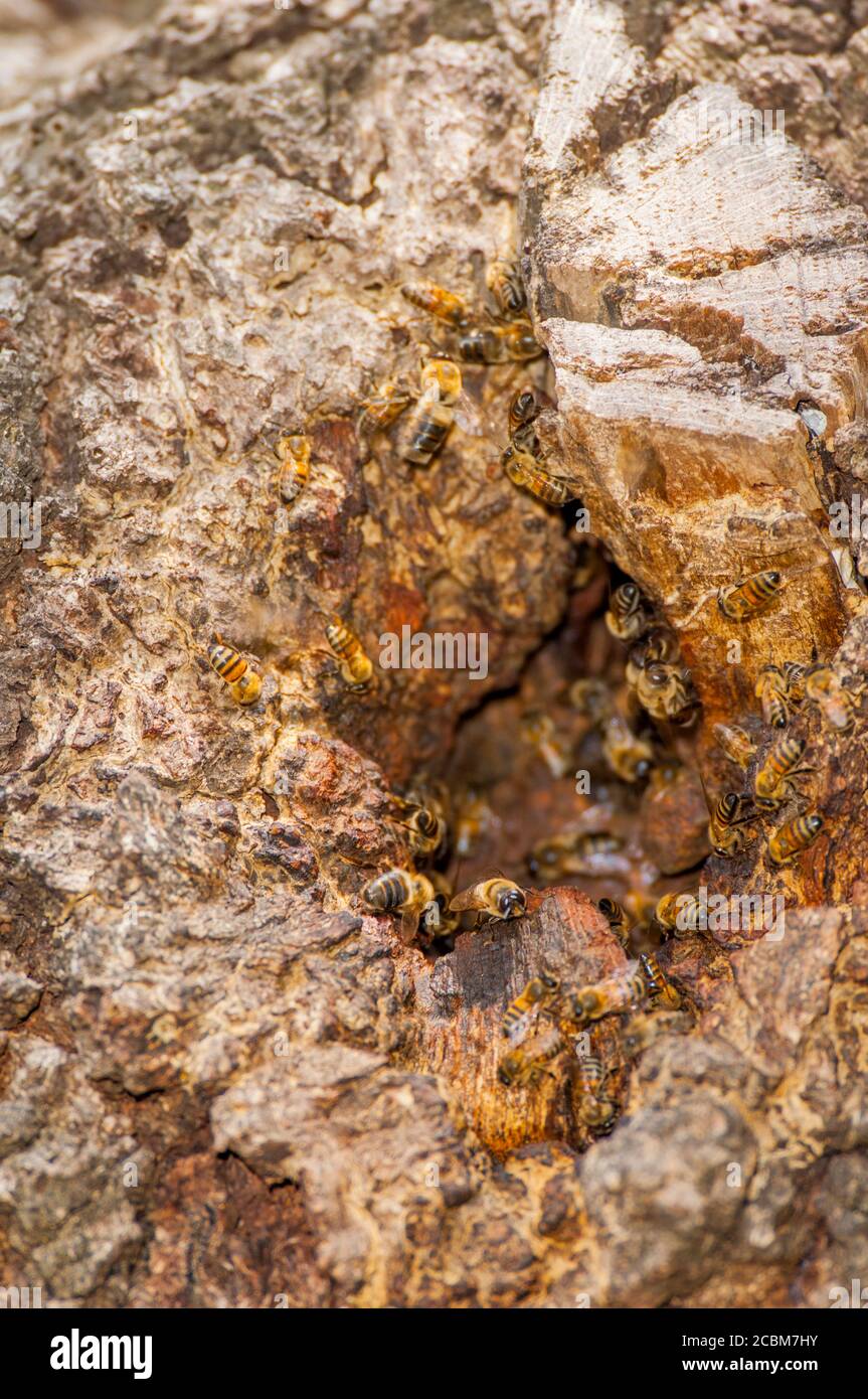 A honey bee nest in a hole of a tree in the Hill Country of Texas near ...