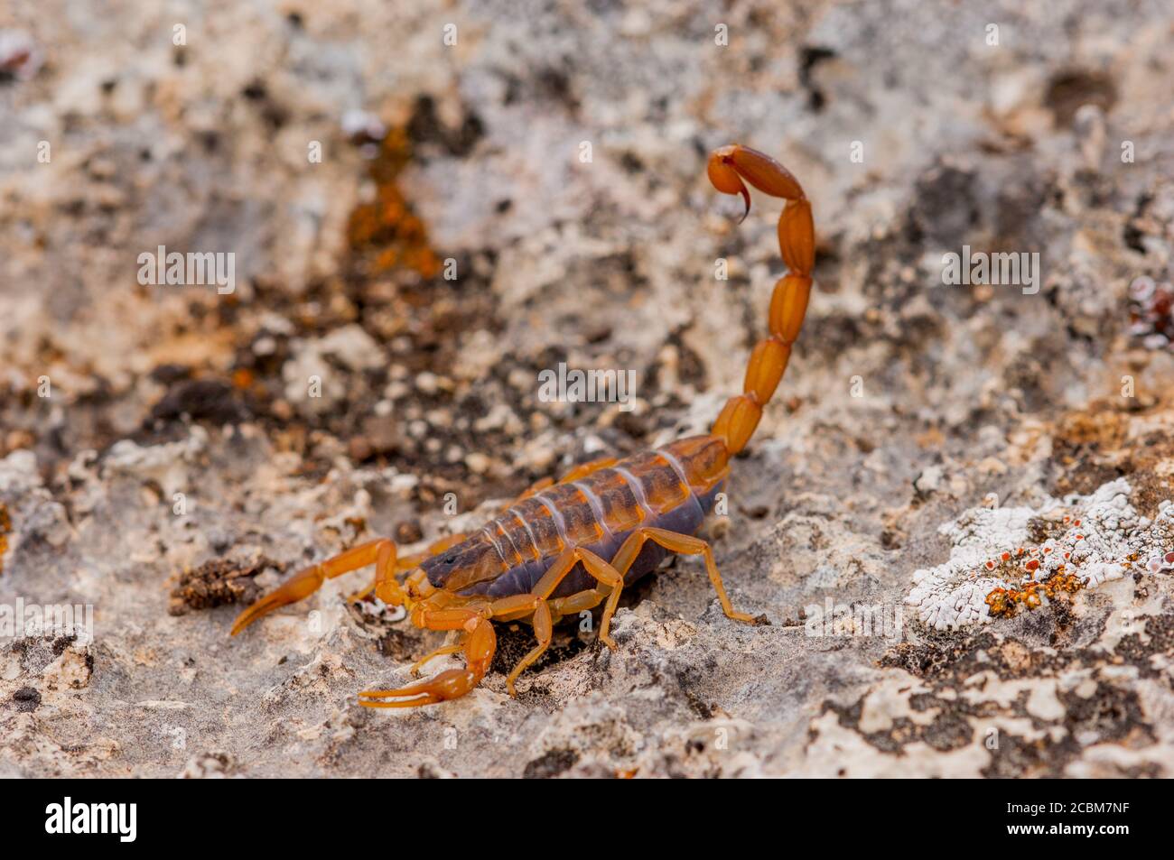 A striped bark scorpion (Centruroides vittatus) in the Hill Country of ...