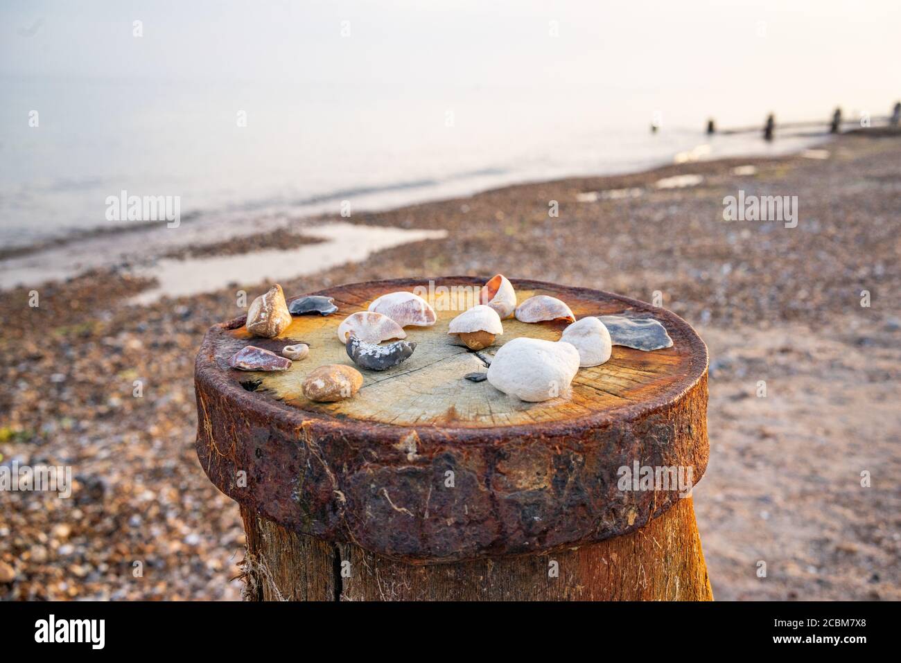Coastal view in southern England in the evening with shells on a sea ...