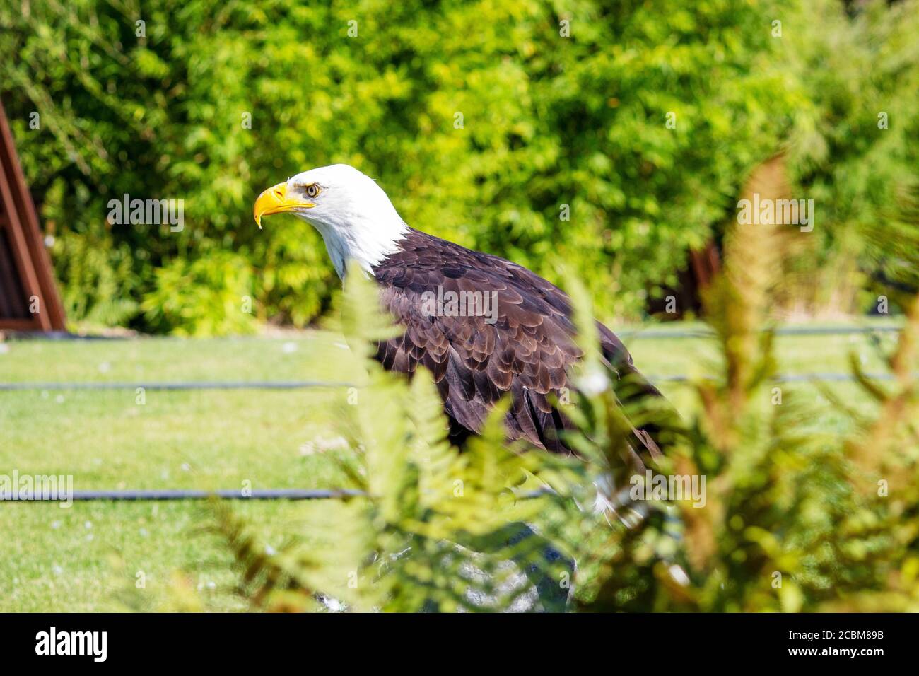 Side view of a Bald eagle, sometimes called the American eagle, the ...