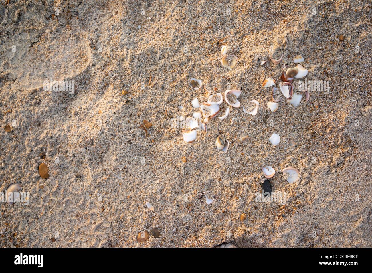 Broken shells on a beach in England Stock Photo - Alamy