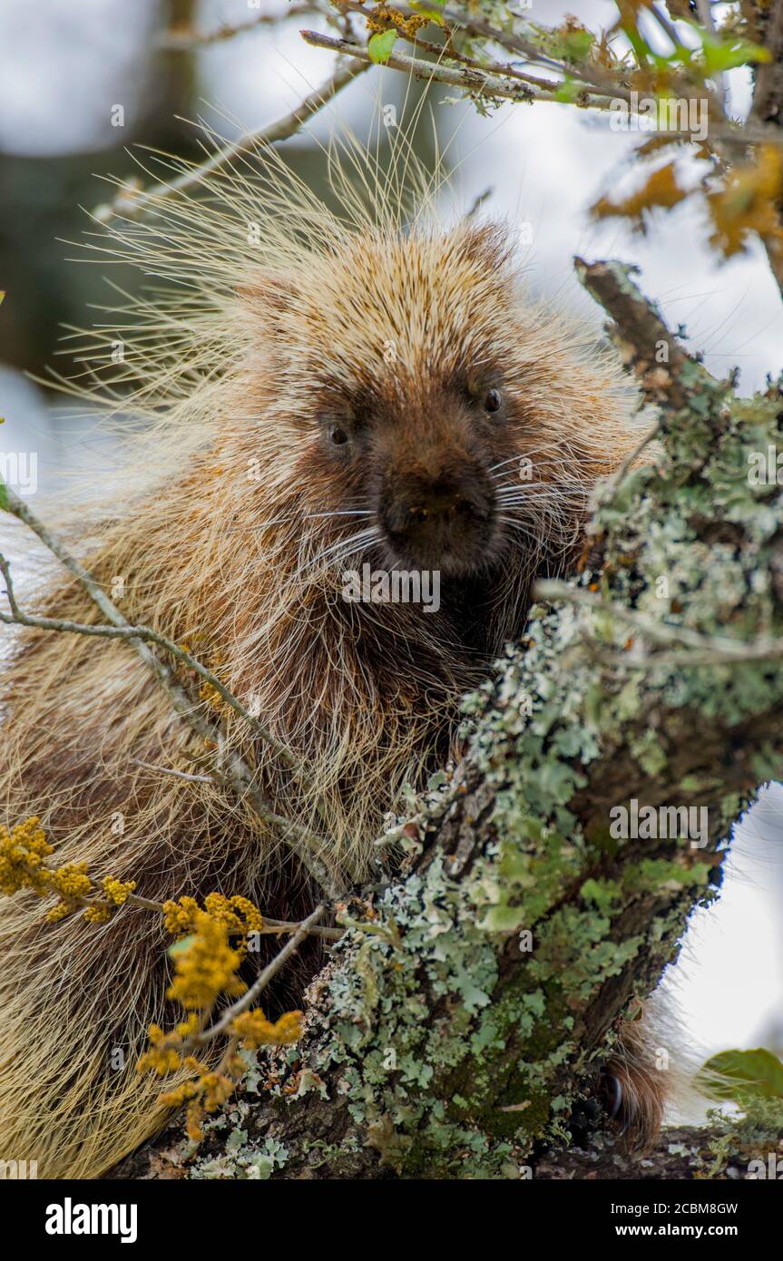 A porcupine in a tree in the Hill Country of Texas near Hunt, USA Stock ...