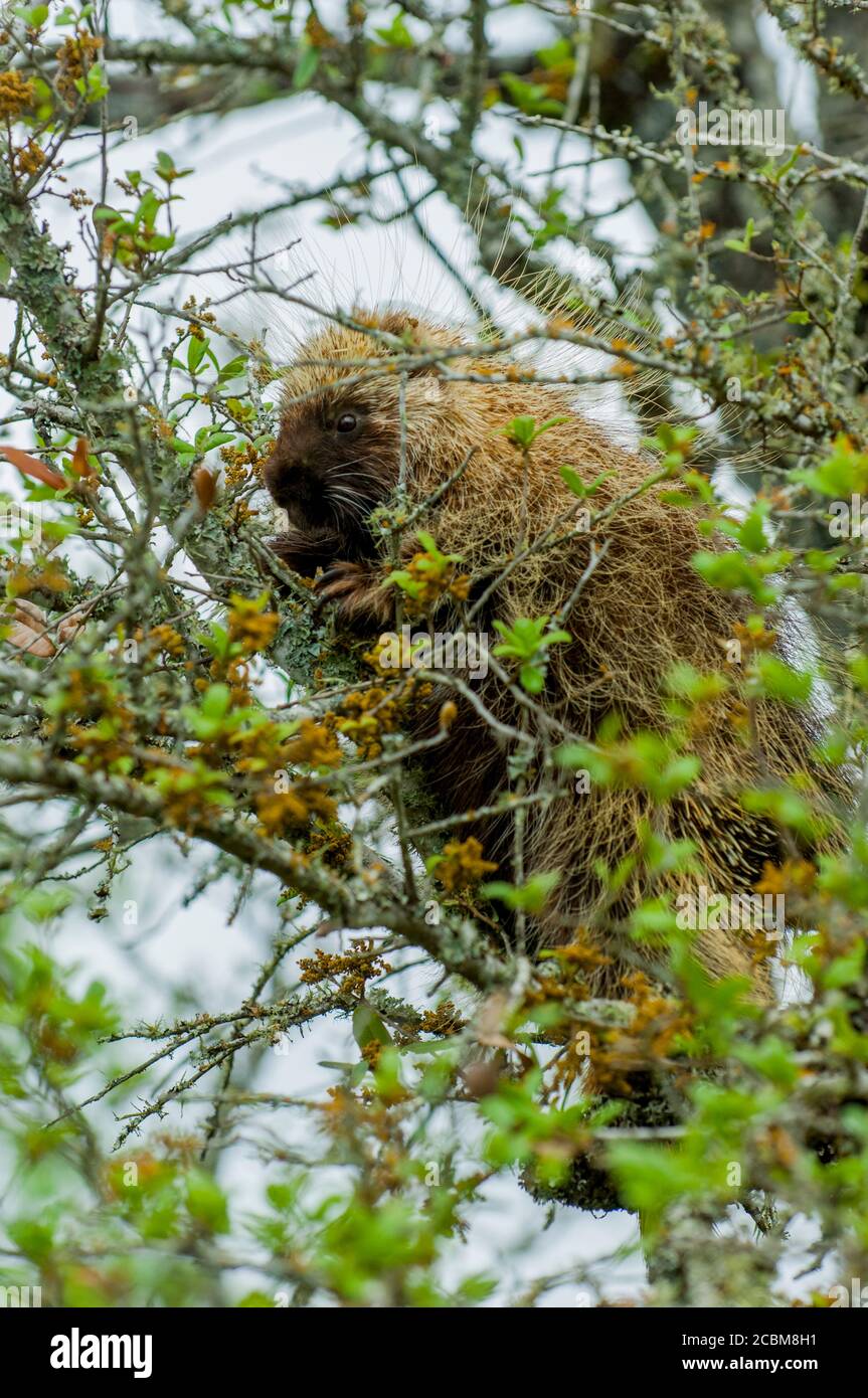 North american porcupine texas hi-res stock photography and images - Alamy