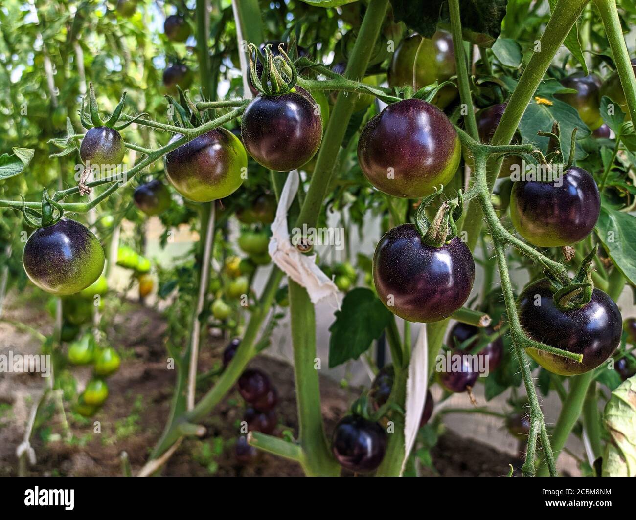 purple holy fruit tomatoes in the process of natural maturation Stock ...