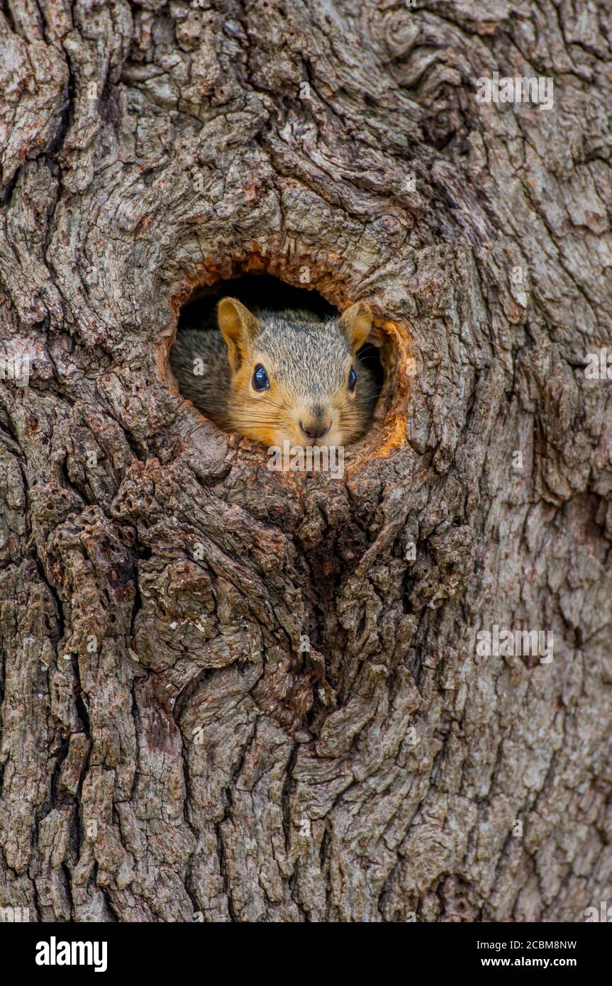 An eastern fox squirrel (Sciurus niger), the largest species of tree ...