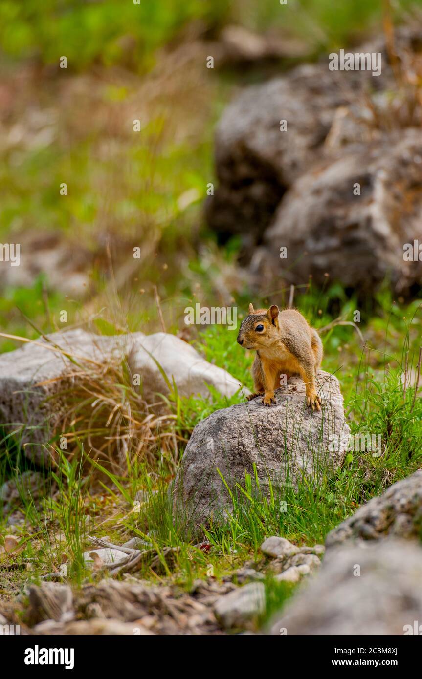 Texas rock squirrel hi-res stock photography and images - Alamy