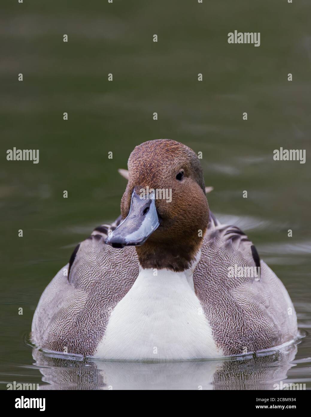 Northern dipper duck hi-res stock photography and images - Alamy