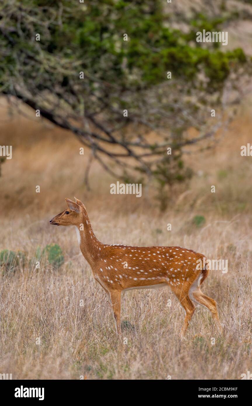 Texas native deer hi-res stock photography and images - Alamy