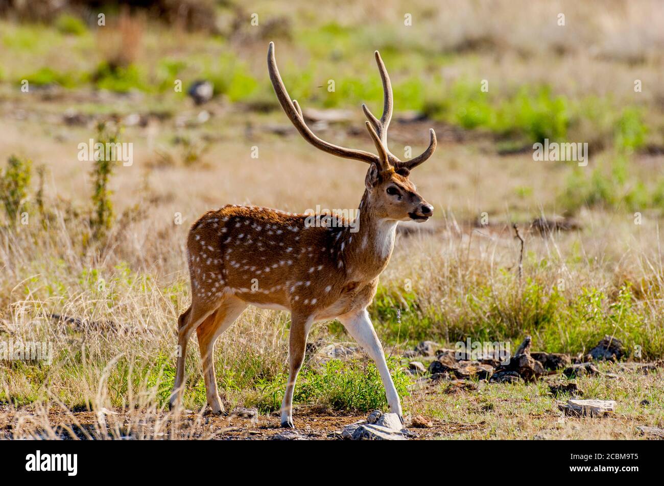 The chital, also known as spotted deer, chital deer, and axis deer, is ...