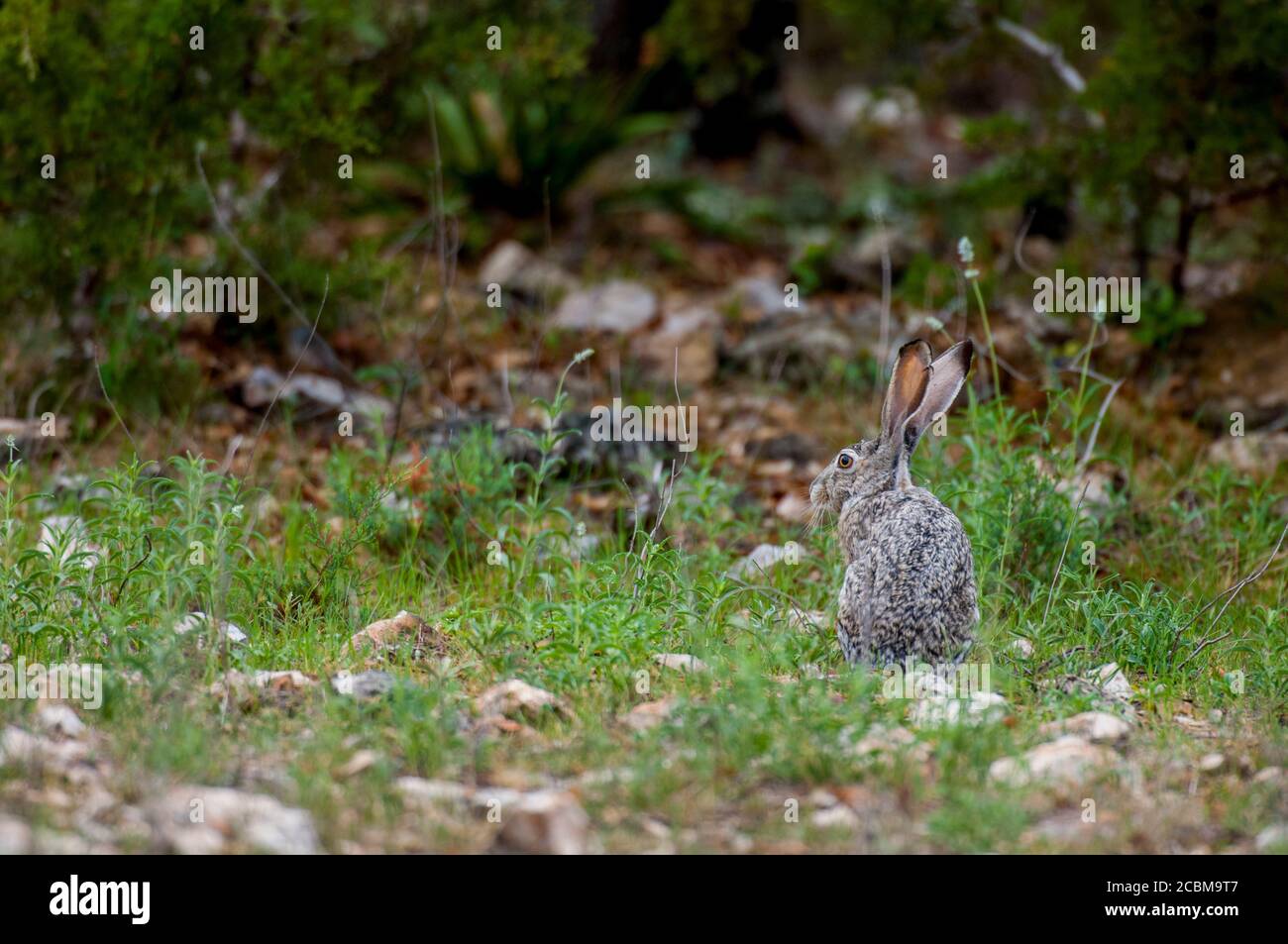 Texas jack rabbit hi-res stock photography and images - Alamy