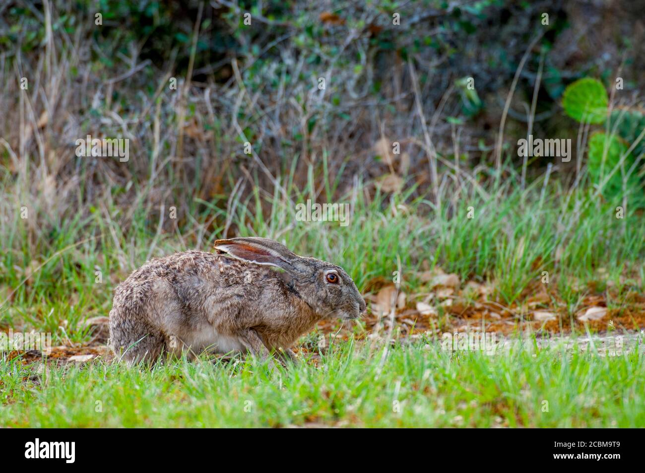 Texas jack rabbit hi-res stock photography and images - Alamy