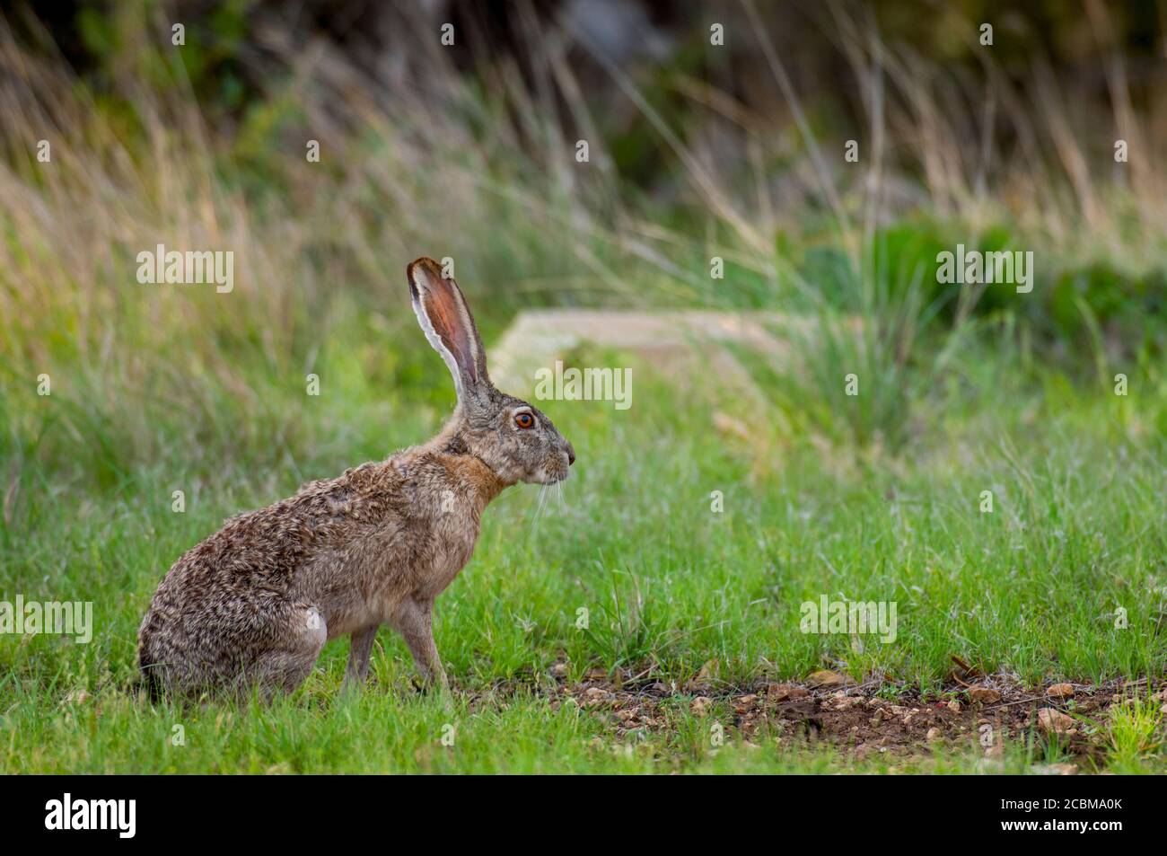 Jackrabbit hill hi-res stock photography and images - Alamy