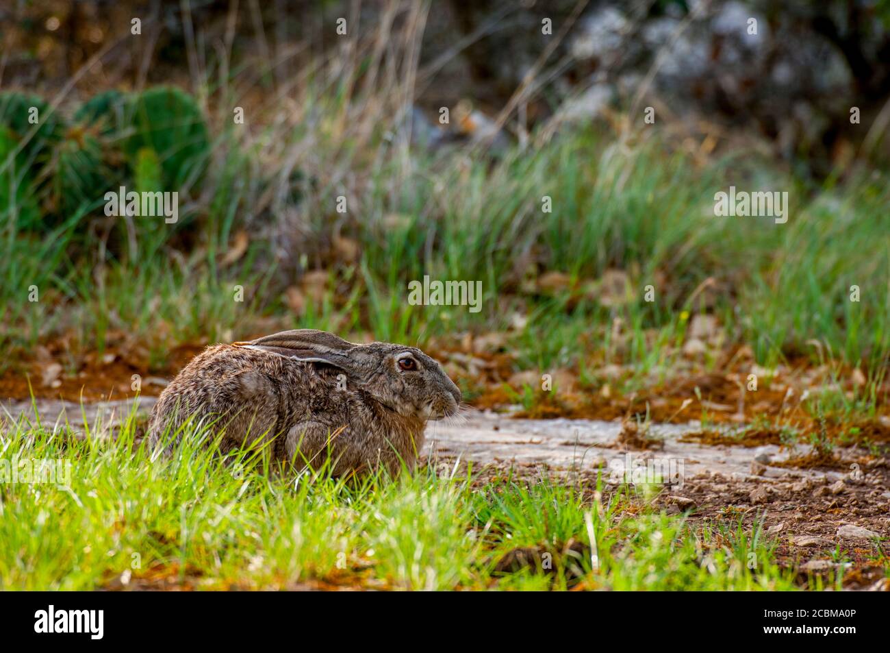 Jackrabbit hill hi-res stock photography and images - Alamy