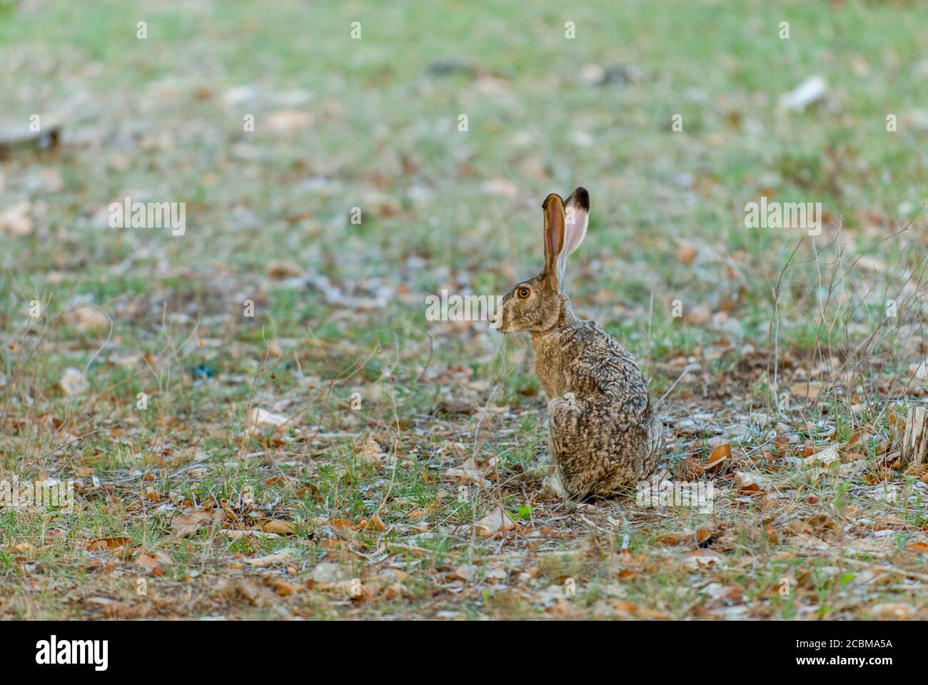 Jackrabbit hill hi-res stock photography and images - Alamy
