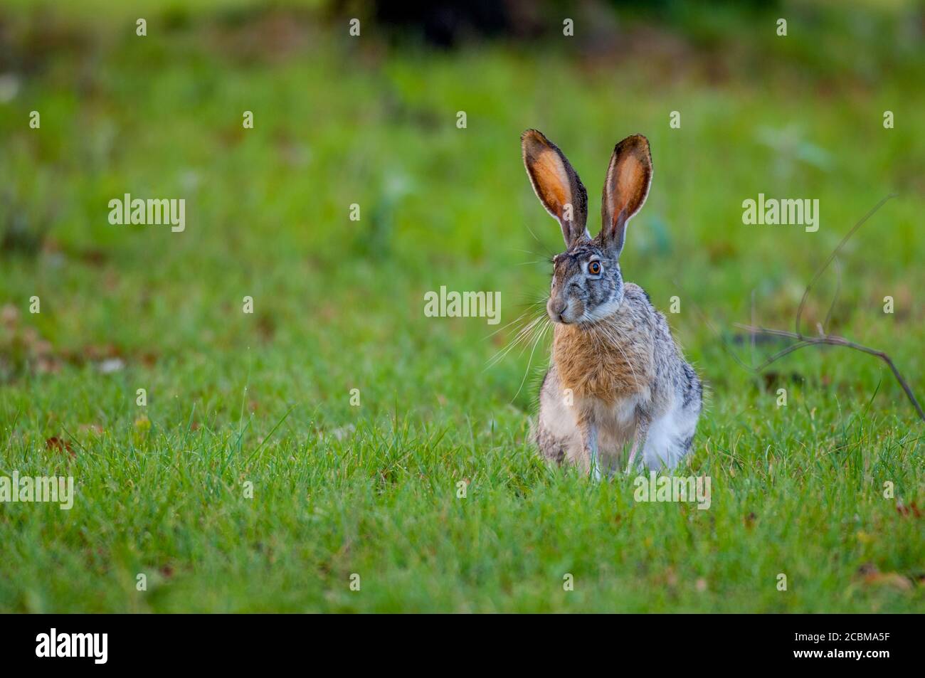 A jack rabbit in the Hill Country of Texas near Hunt, USA Stock Photo ...