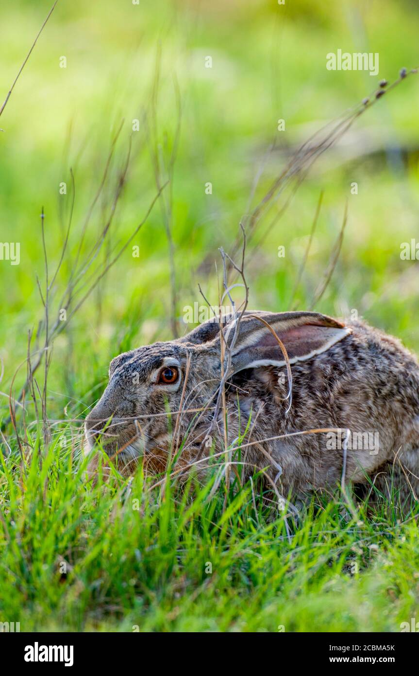 Jackrabbit texas hi-res stock photography and images - Alamy